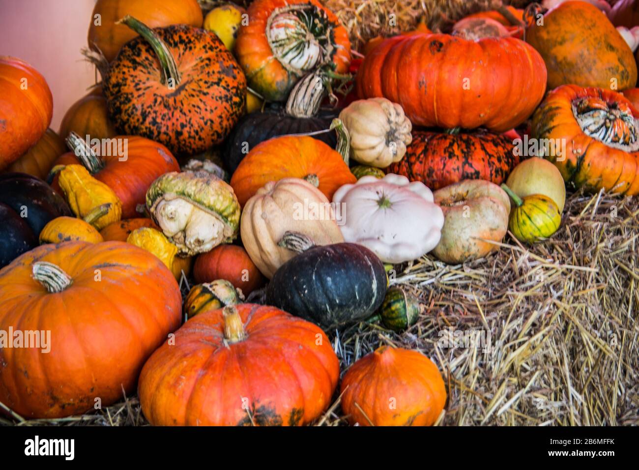Giant autumn pumpkins at Thanksgiving Day Stock Photo - Alamy