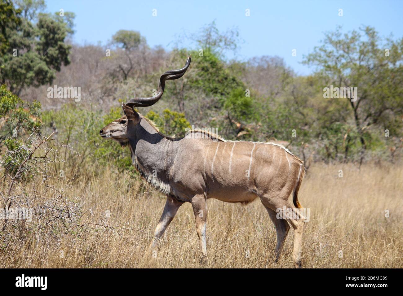 Gran Monte Kudu