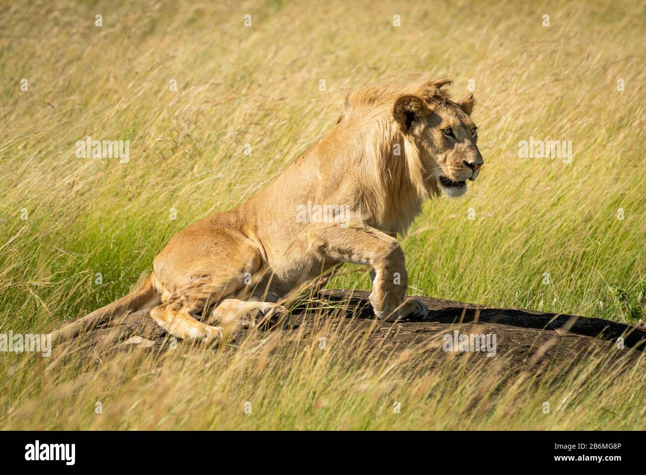 Lion facing right panthera leo hi-res stock photography and images - Alamy