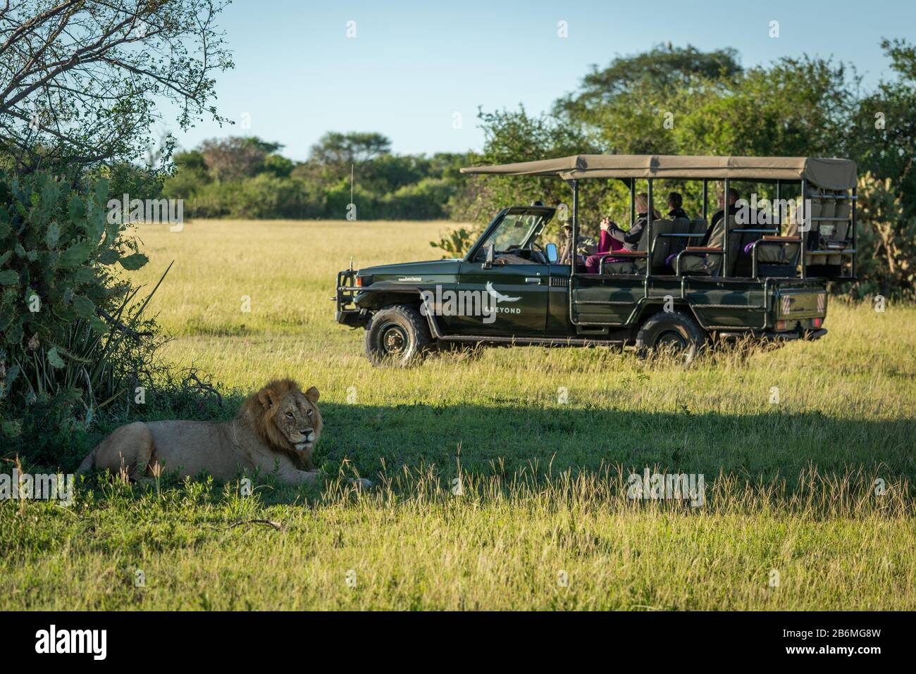 Family jeep lion safari hi-res stock photography and images - Alamy