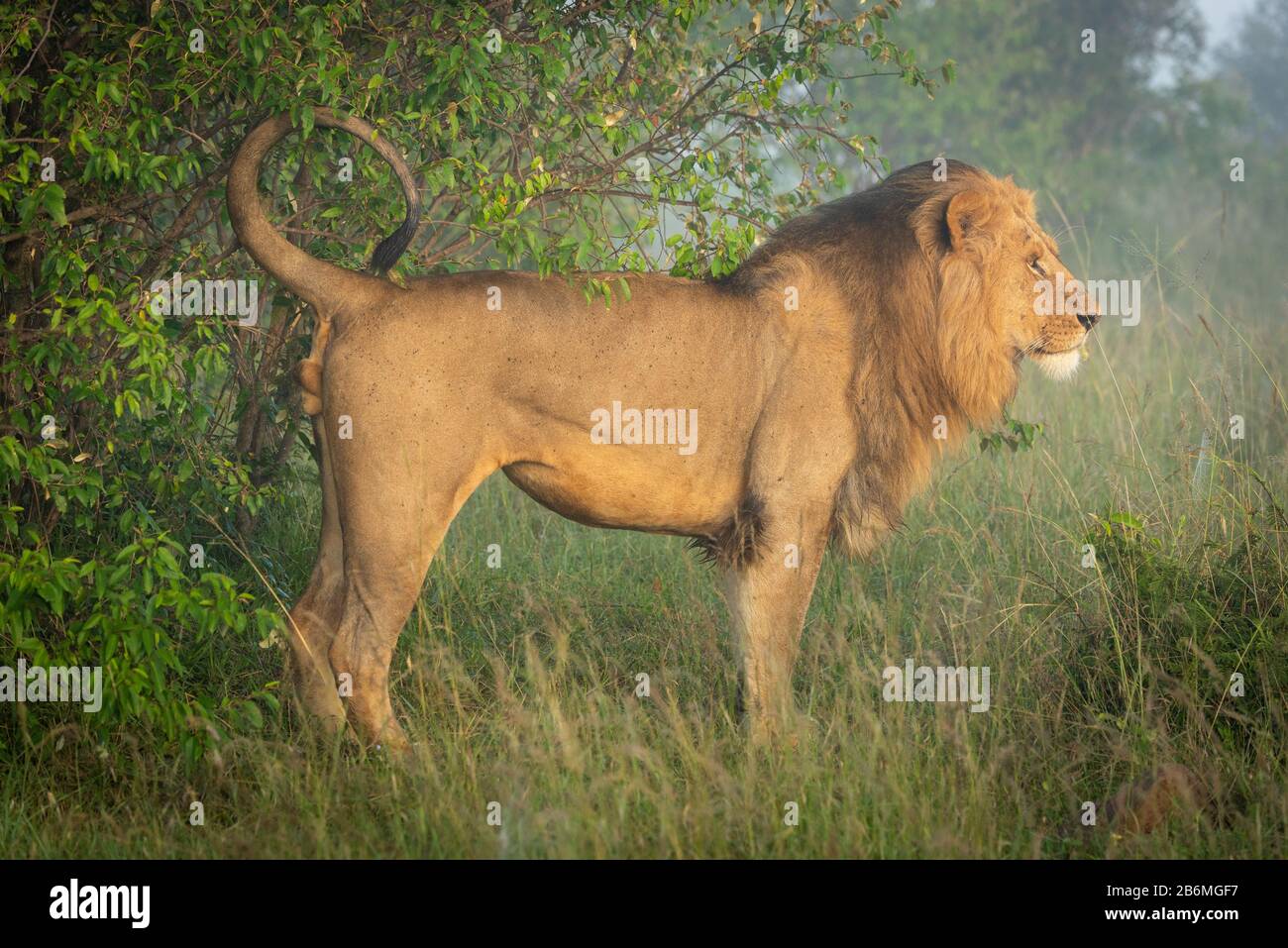 Animal marking territory hi-res stock photography and images - Alamy