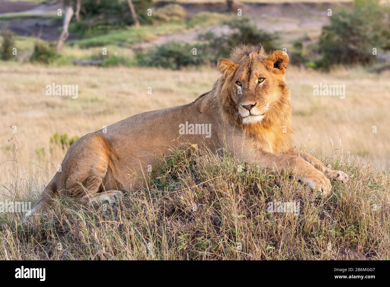 Male lion lying on mound in grass Stock Photo - Alamy