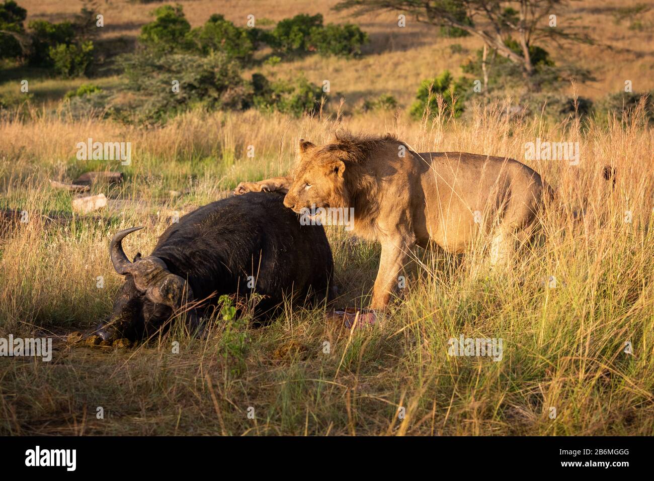 Male lion pawing carcase of Cape buffalo Stock Photo - Alamy