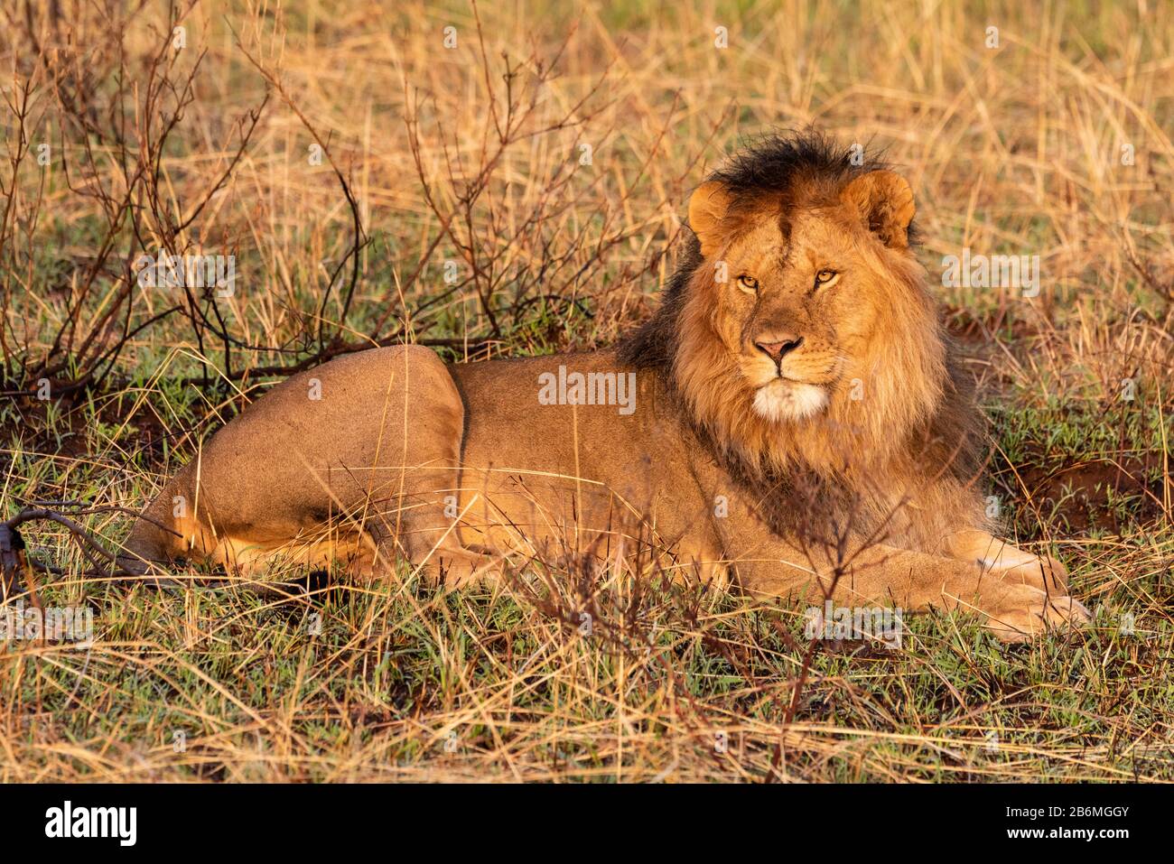 Male lion lying in grass turning head Stock Photo - Alamy