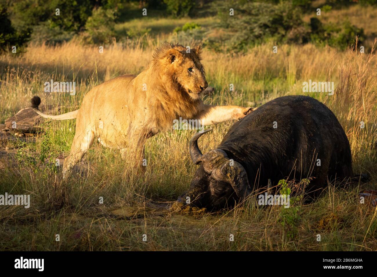Male lion paws carcase of Cape buffalo Stock Photo - Alamy