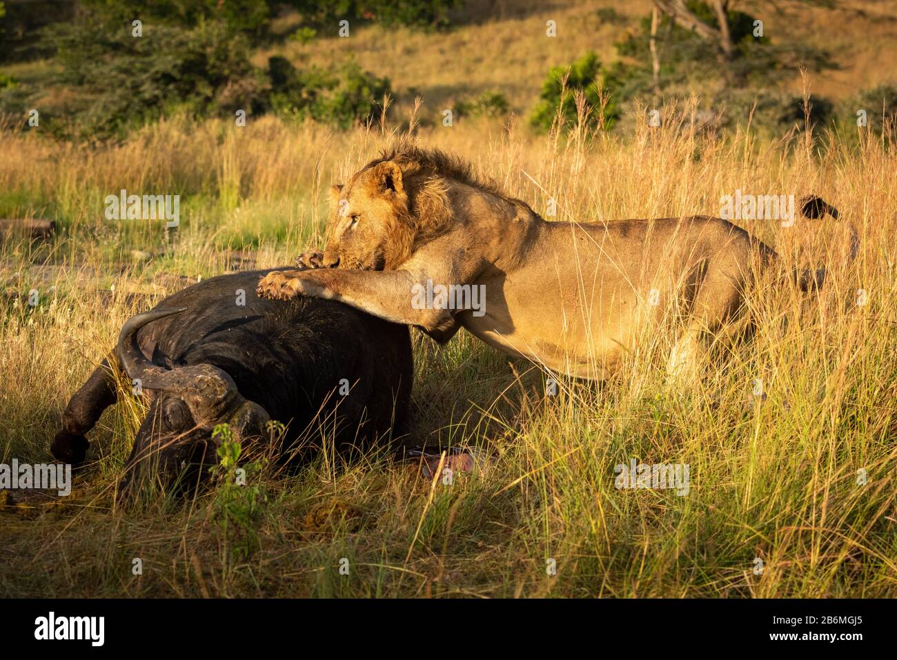 Male lion rolls over carcase of buffalo Stock Photo - Alamy