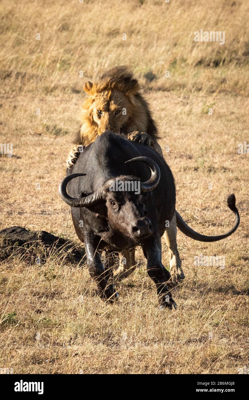 Male lion pulling down buffalo from behind Stock Photo - Alamy