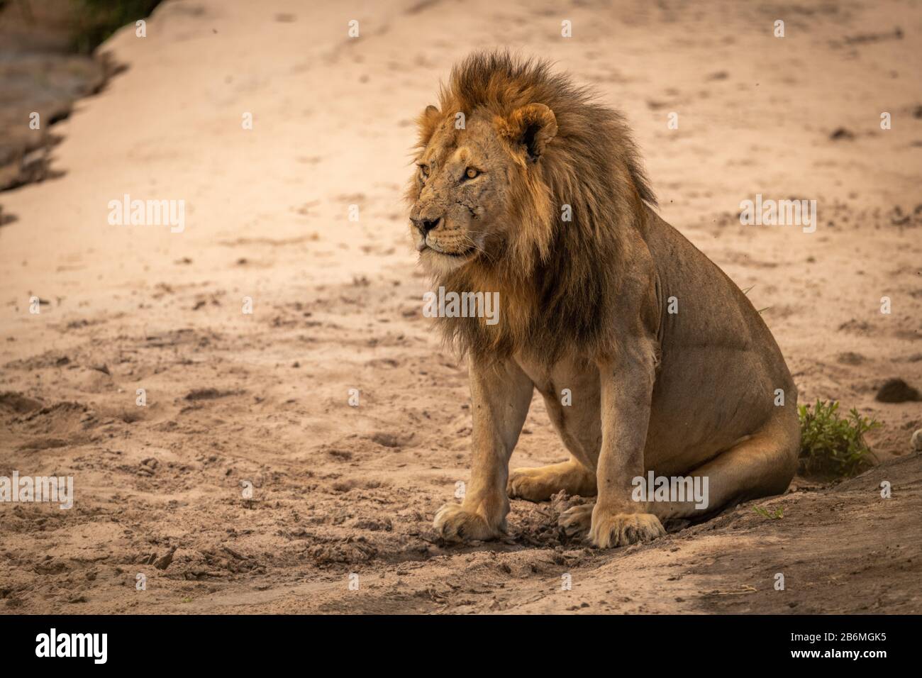 Left facing lion hi-res stock photography and images - Alamy