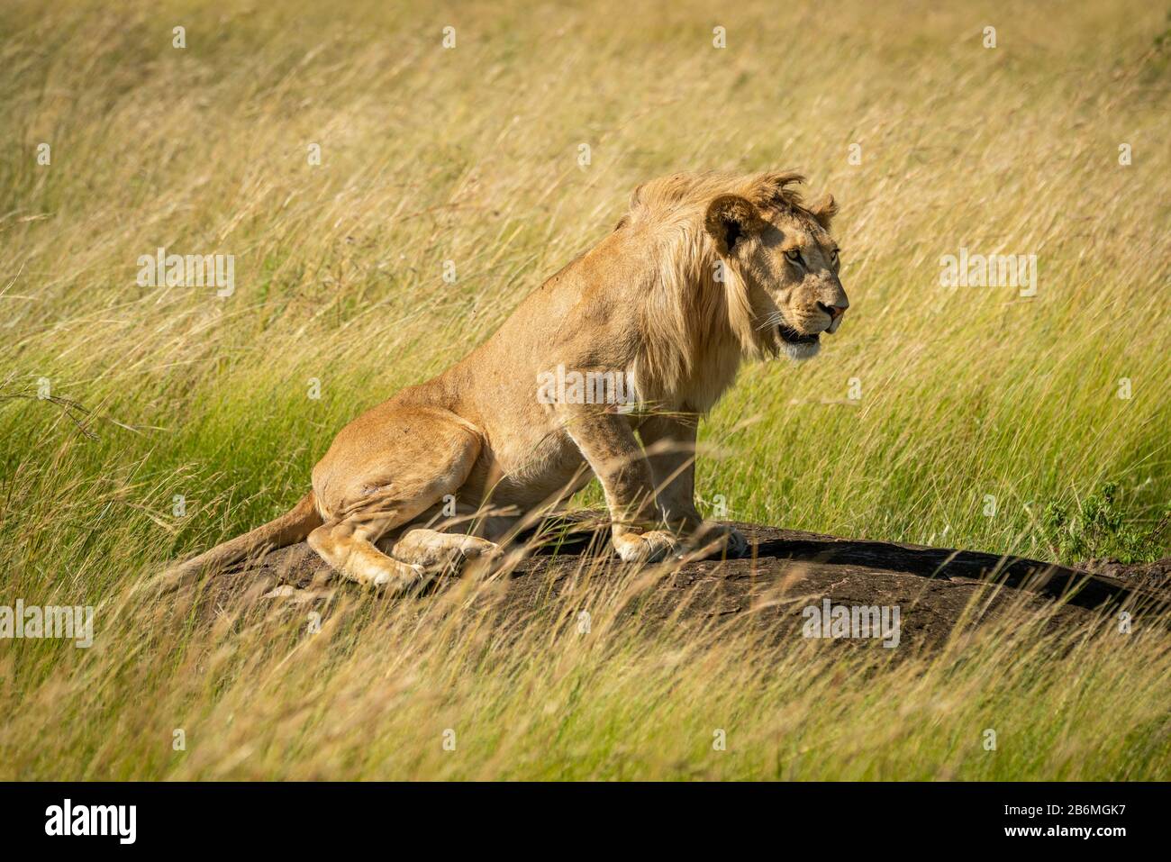 Lion facing right panthera leo hi-res stock photography and images - Alamy