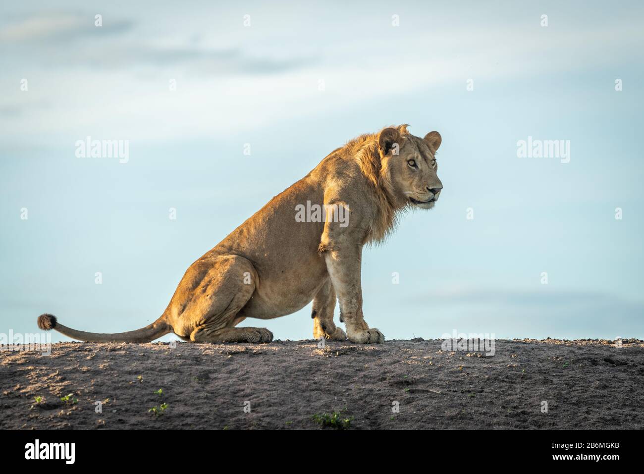 Male lion sits on horizon facing right Stock Photo - Alamy