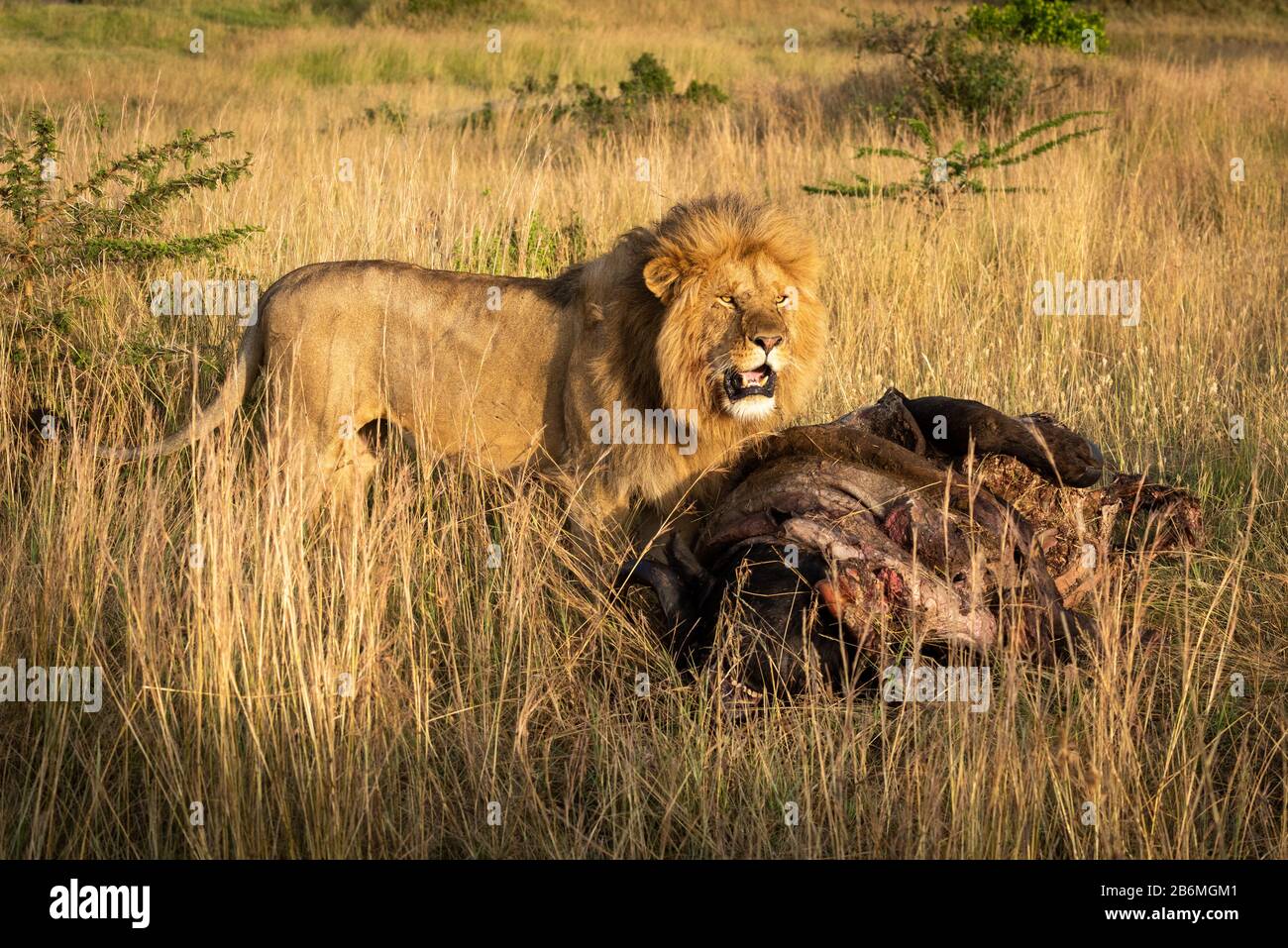 Male lion standing kill hi-res stock photography and images - Alamy
