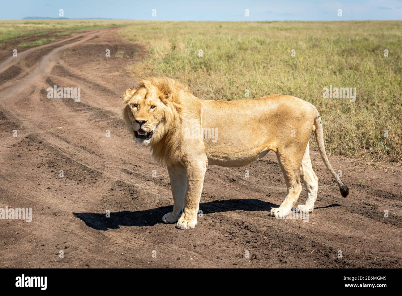 Male lion stands on track looking left Stock Photo - Alamy