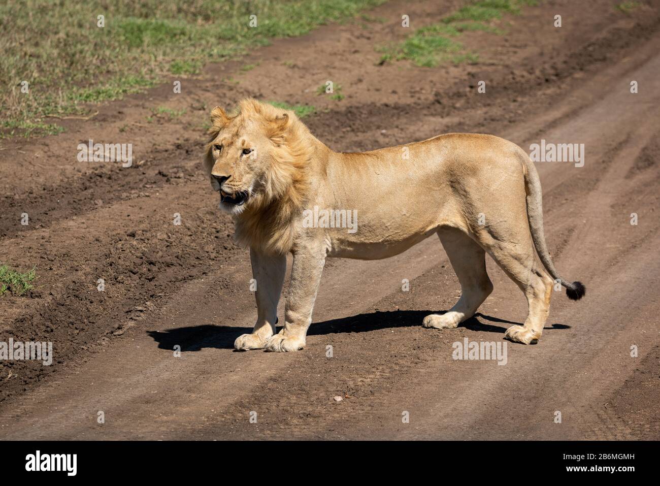 Standing lion facing left hi-res stock photography and images - Alamy