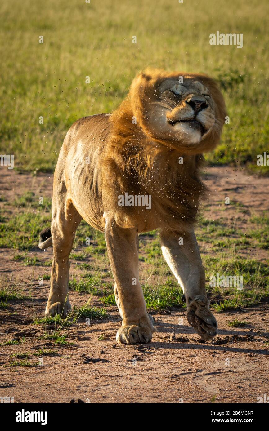 Lion Spraying High Resolution Stock Photography and Images - Alamy