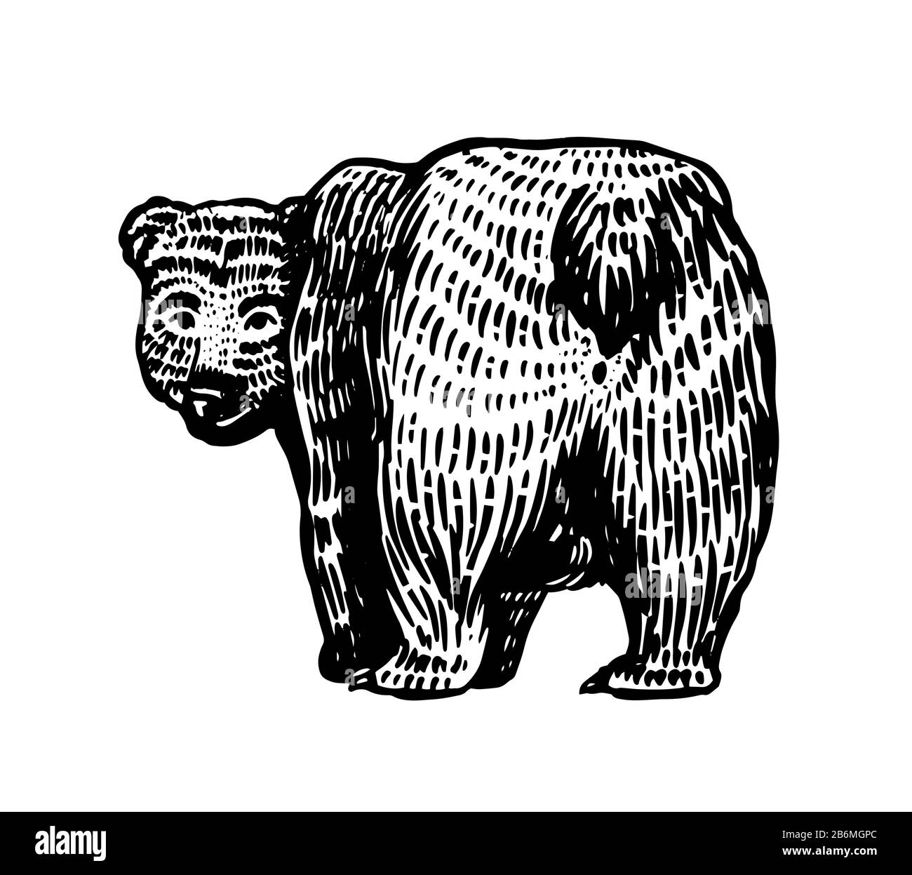 Grizzly bear. Brown wild animal. Back view. Cute ass and tail. Hand ...