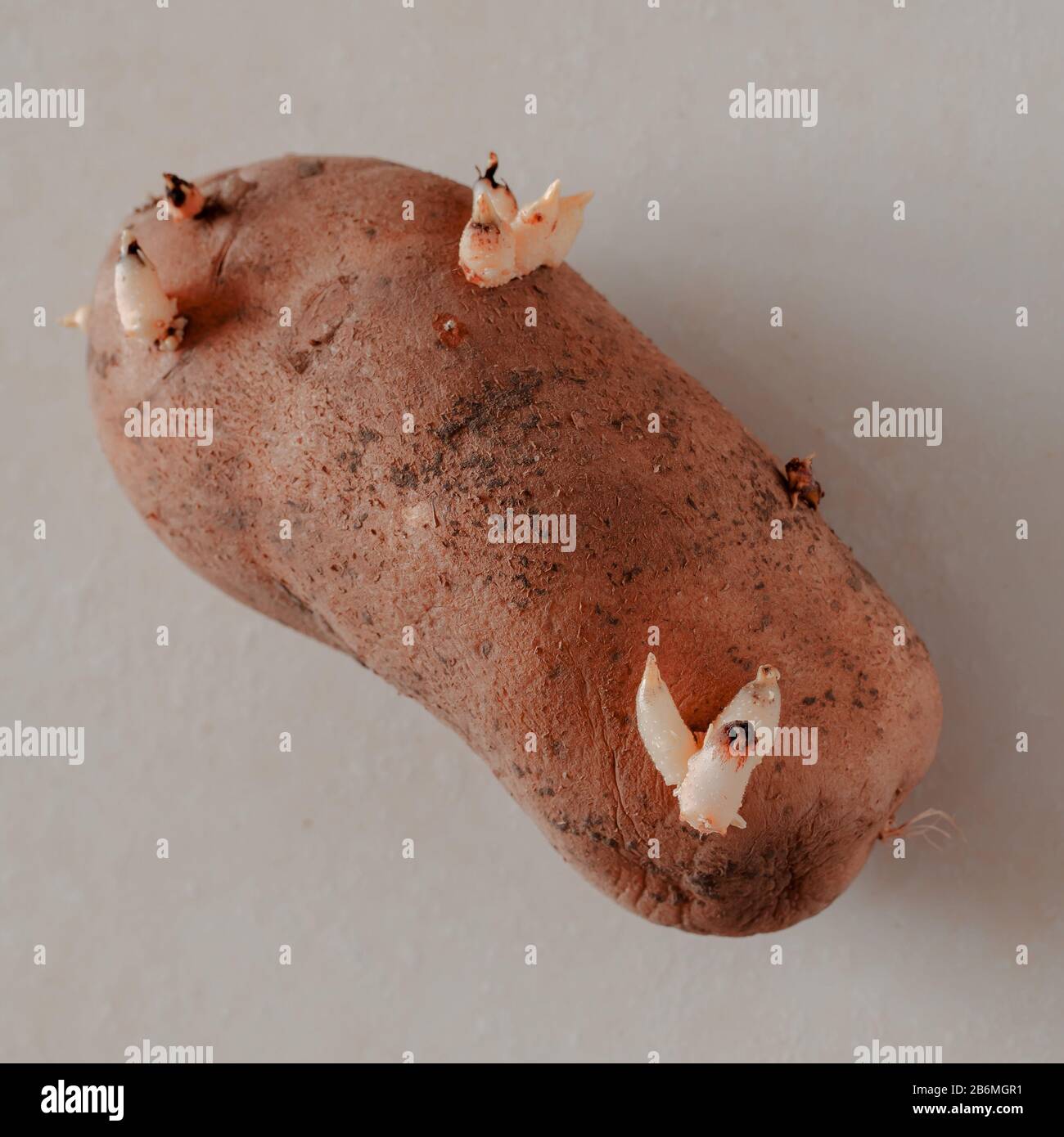Potato tuber with three sprouts hi-res stock photography and images - Alamy