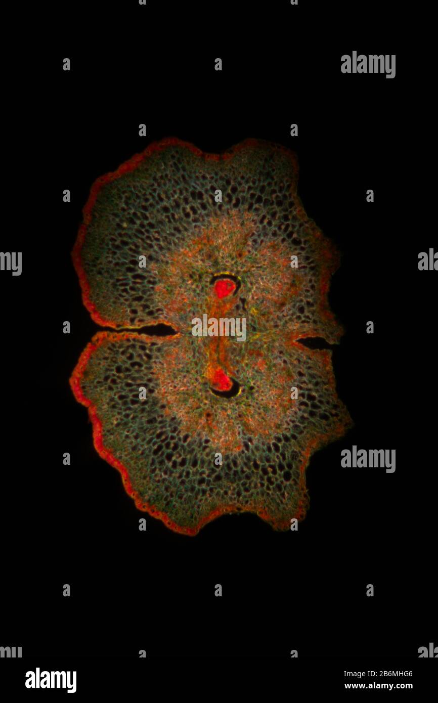 Flower cross section hi-res stock photography and images - Alamy