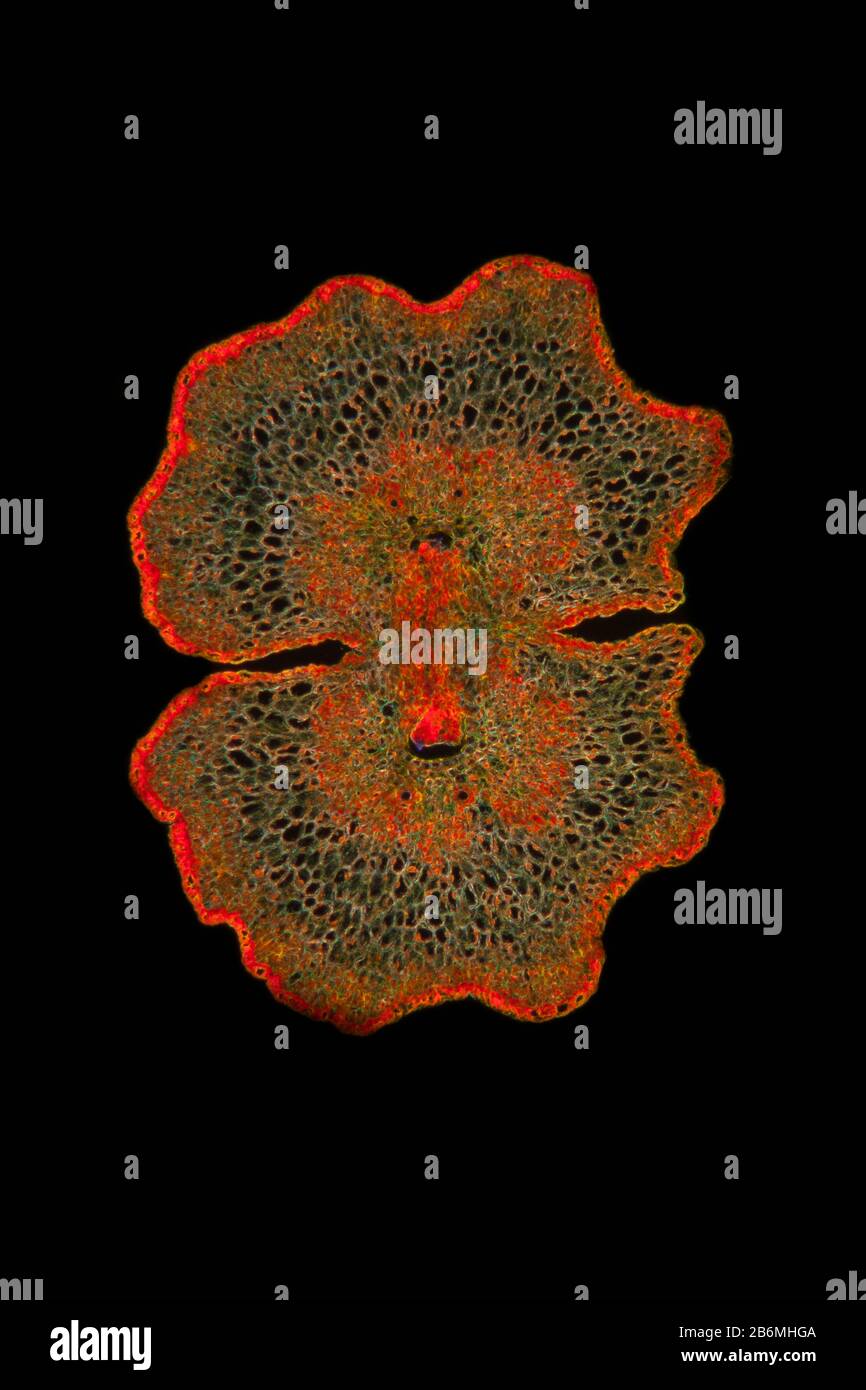 Flower cross section hi-res stock photography and images - Alamy