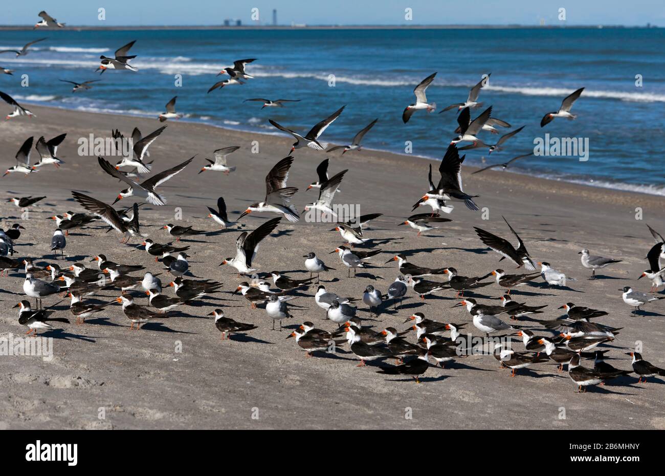 A flock of Black Skimmers lands on the Beach, amongst a group of Gulls ...