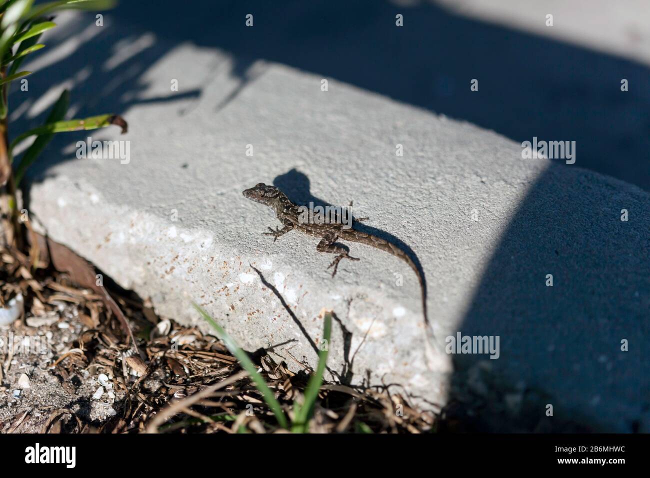 Macro image of a brown anole lizard sunning itself on a concrete block ...