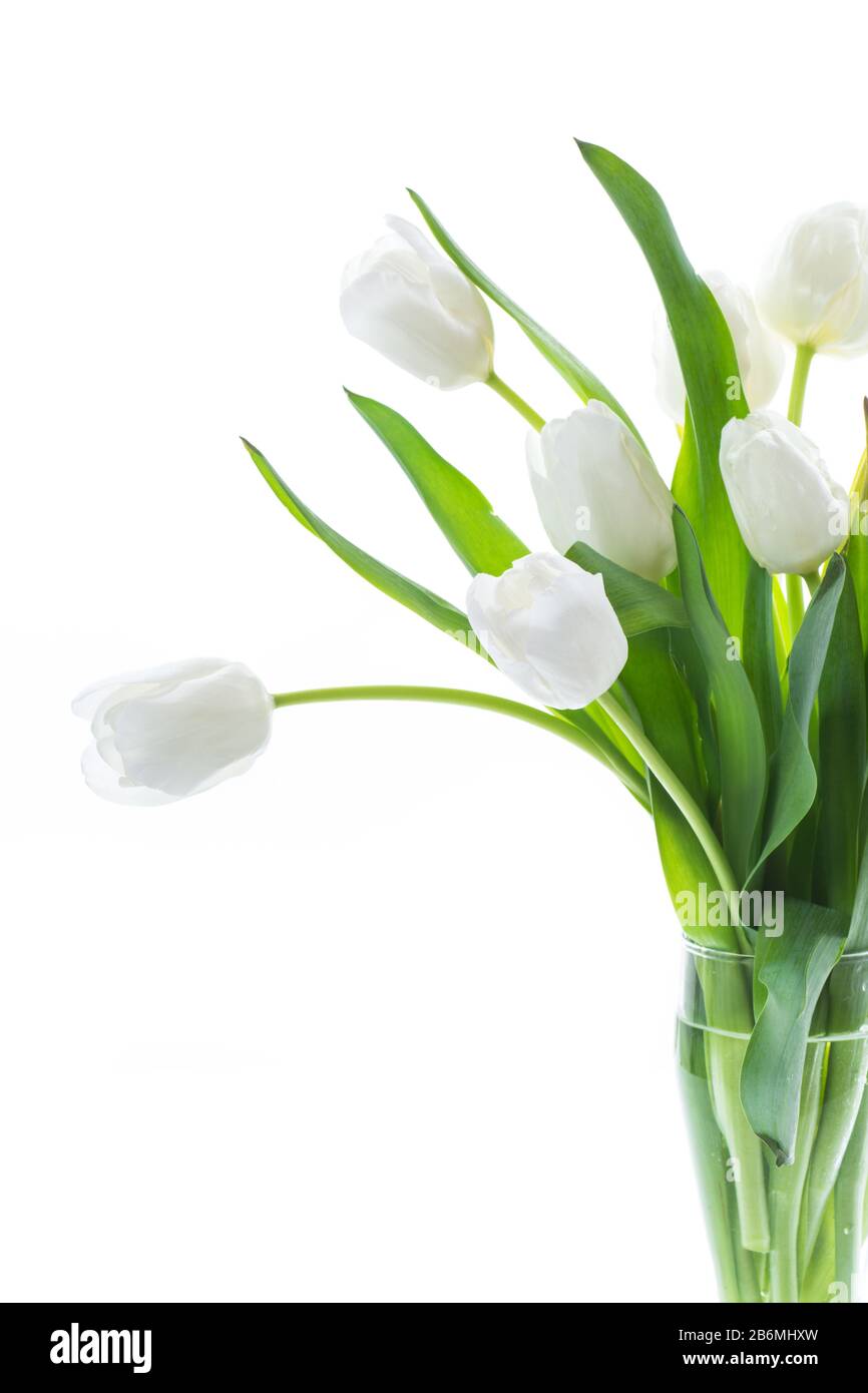 beautiful bouquet of white tulips isolated on white background Stock ...