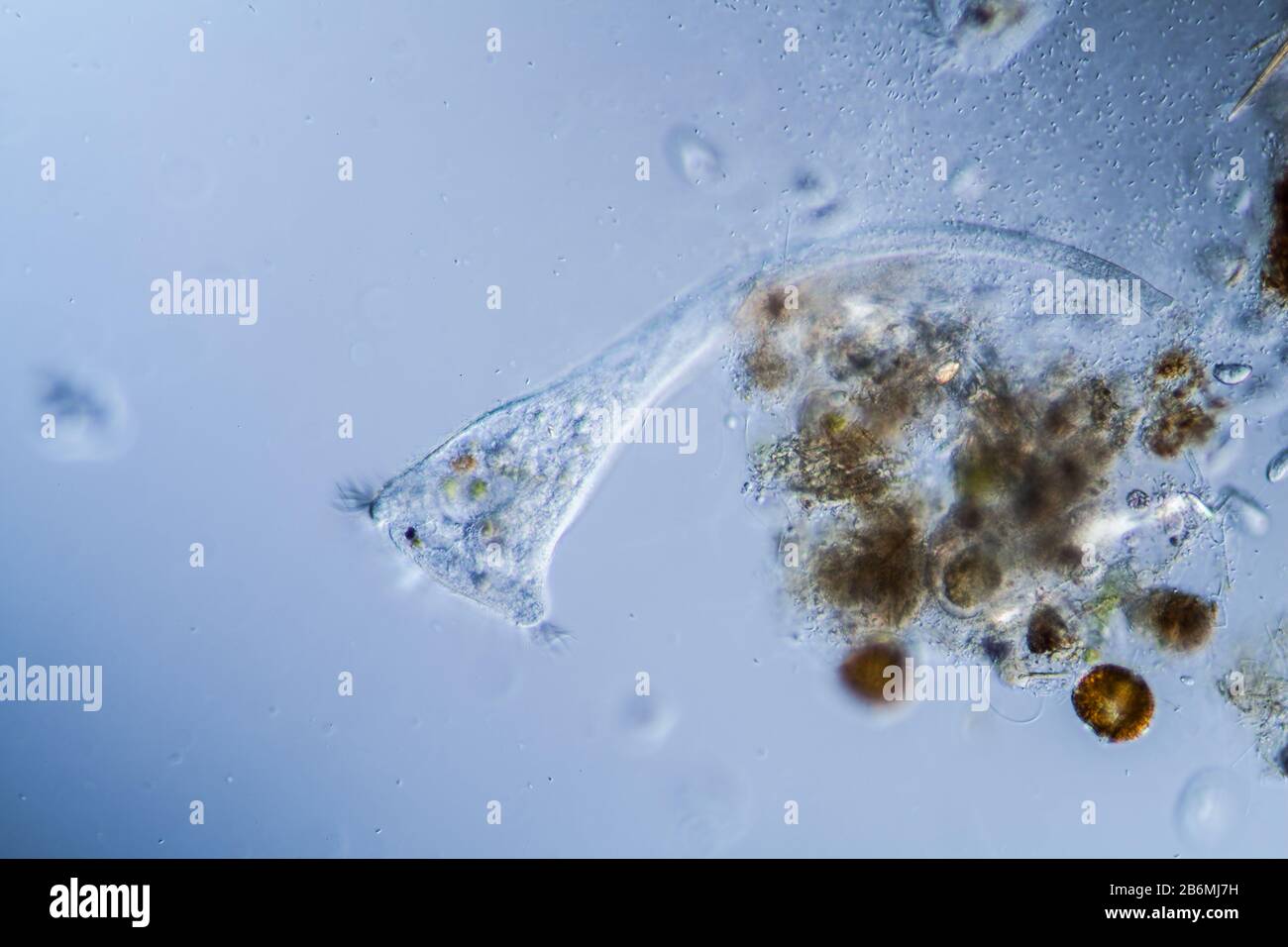 Trumpet animal as a microscopic plankton animal in drops of water Stock ...