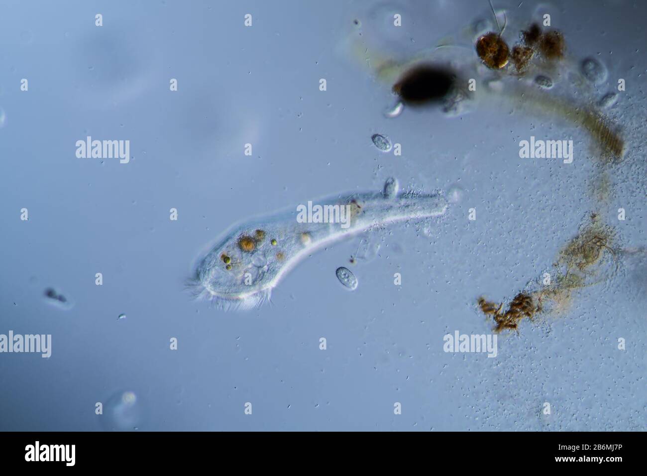 Trumpet animal as a microscopic plankton animal in drops of water Stock ...