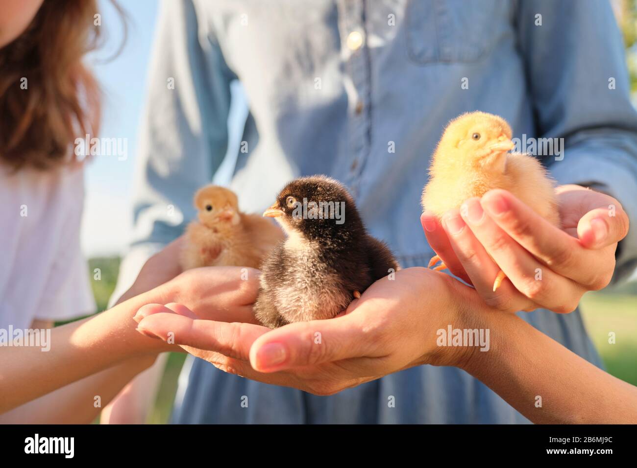 3 baby chickens hi-res stock photography and images - Alamy