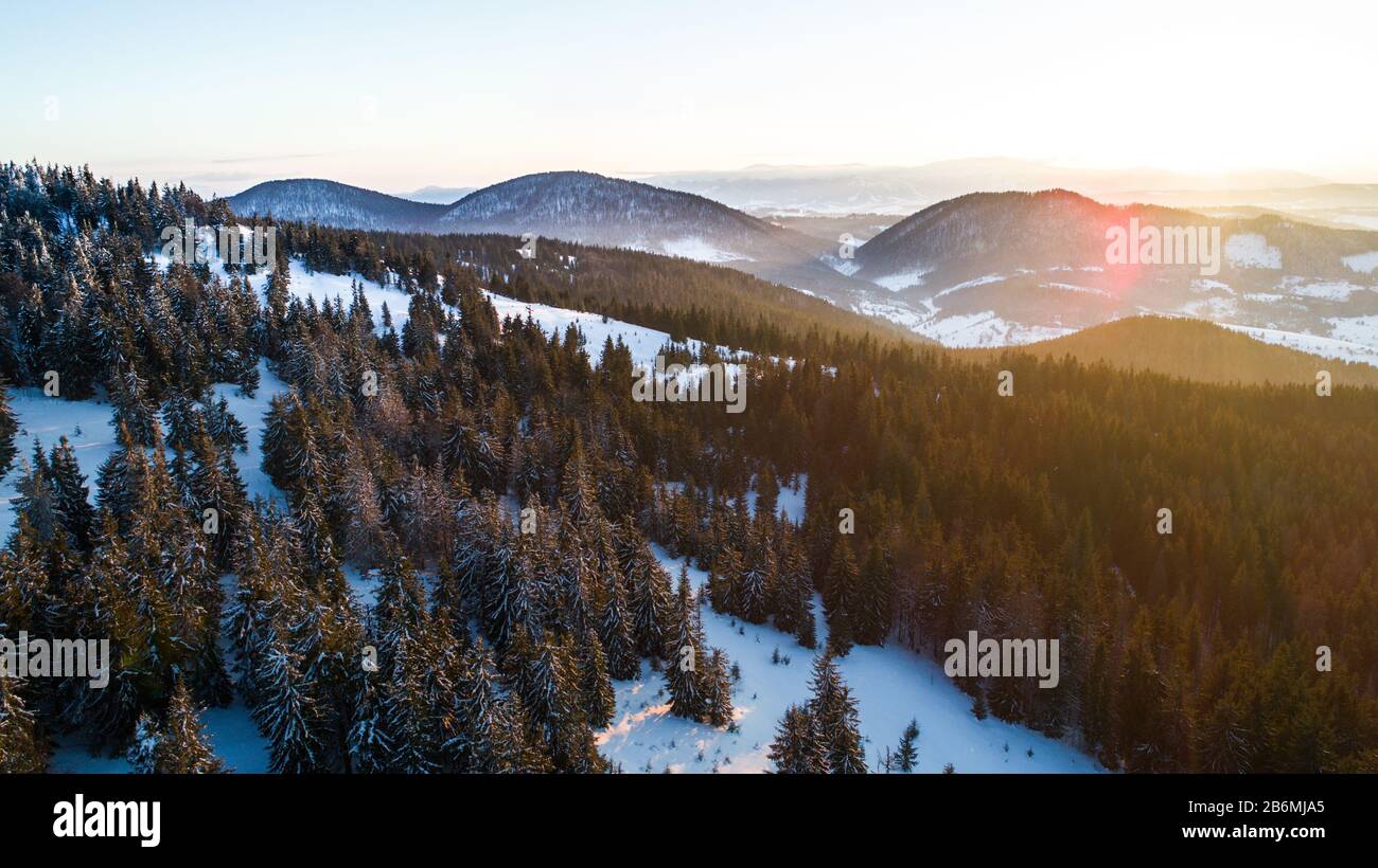 Aerial view of mesmerizing picturesque landscape of slender tall fir ...