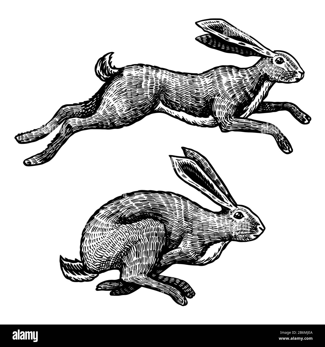 Wild hares. Rabbits are jumping. Forest bunny or coney. Hand drawn ...