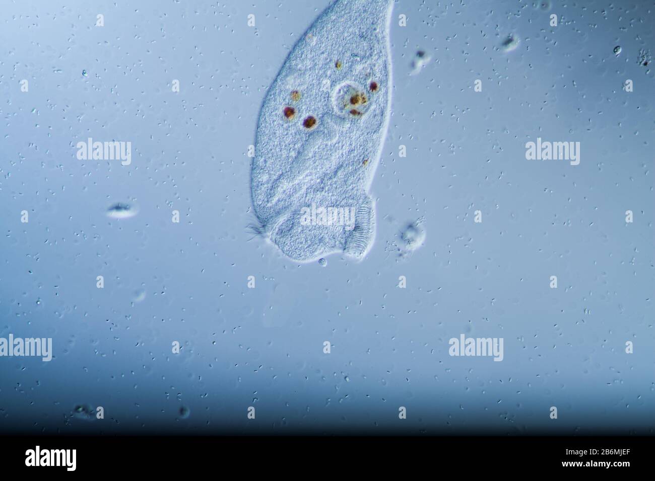 Trumpet animal as a microscopic plankton animal in drops of water Stock ...