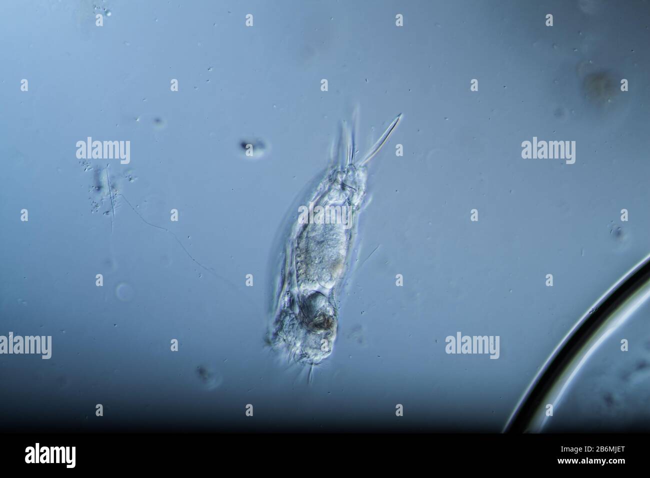 Rotifers as microscopic plankton in drops of water Stock Photo - Alamy