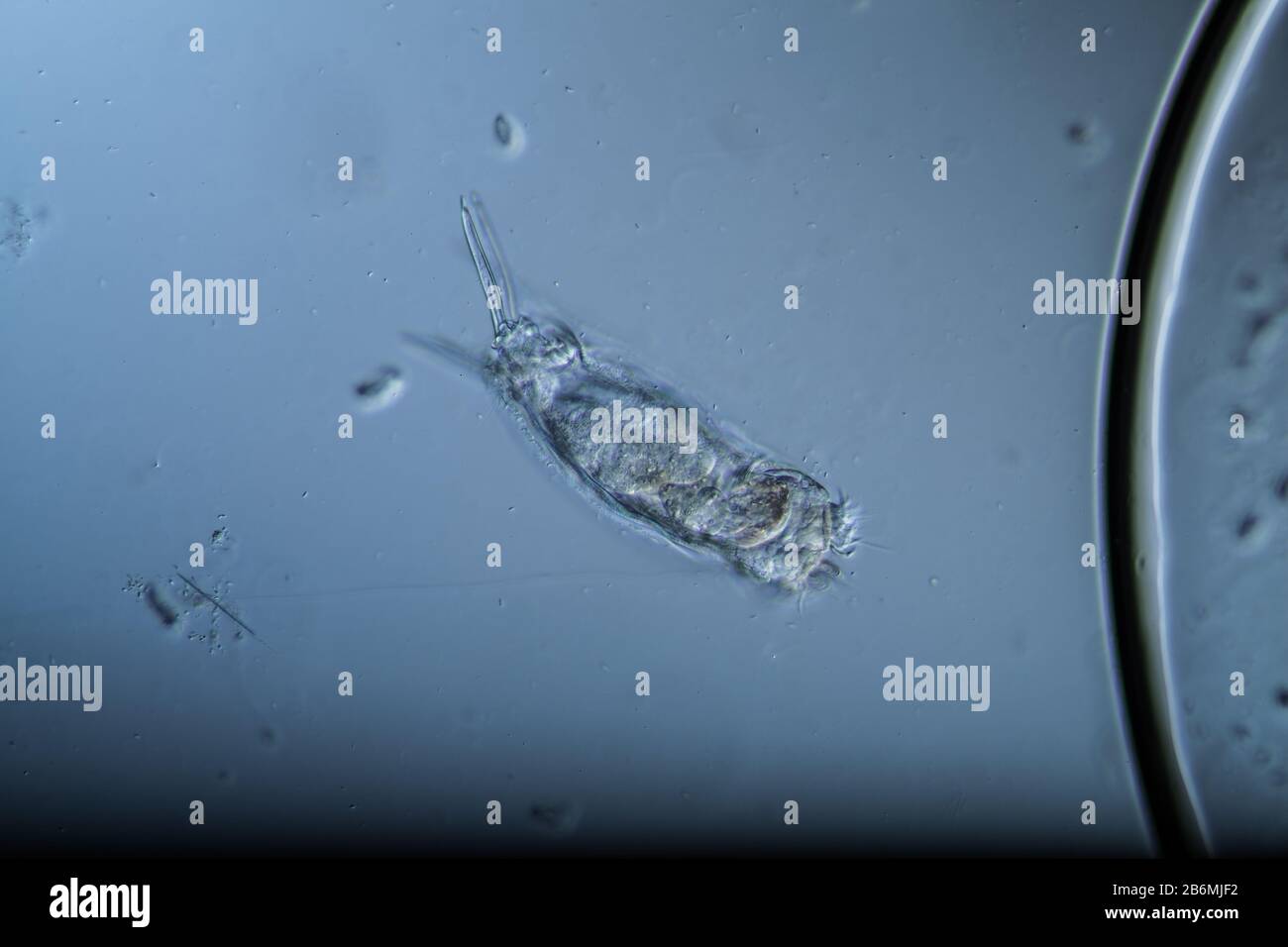Rotifer Or Rotifers Or Stephanoceros High Resolution Stock Photography ...