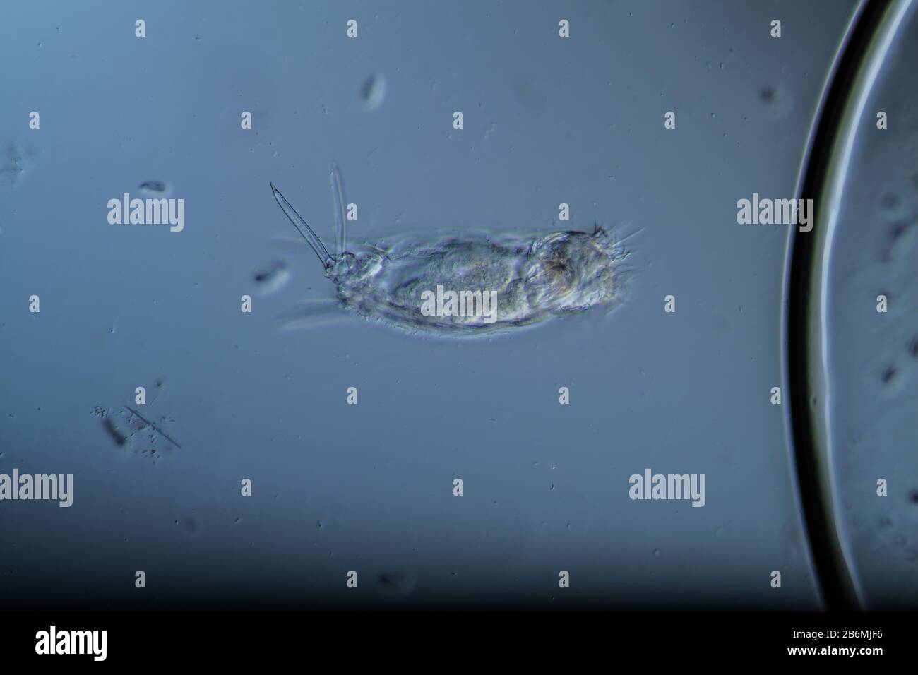 Rotifers as microscopic plankton in drops of water Stock Photo - Alamy