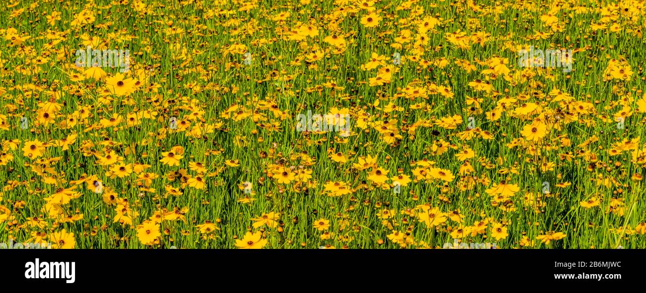 View of wildflowers Florida Tickseed (Coreopsis floridana), Myakka ...