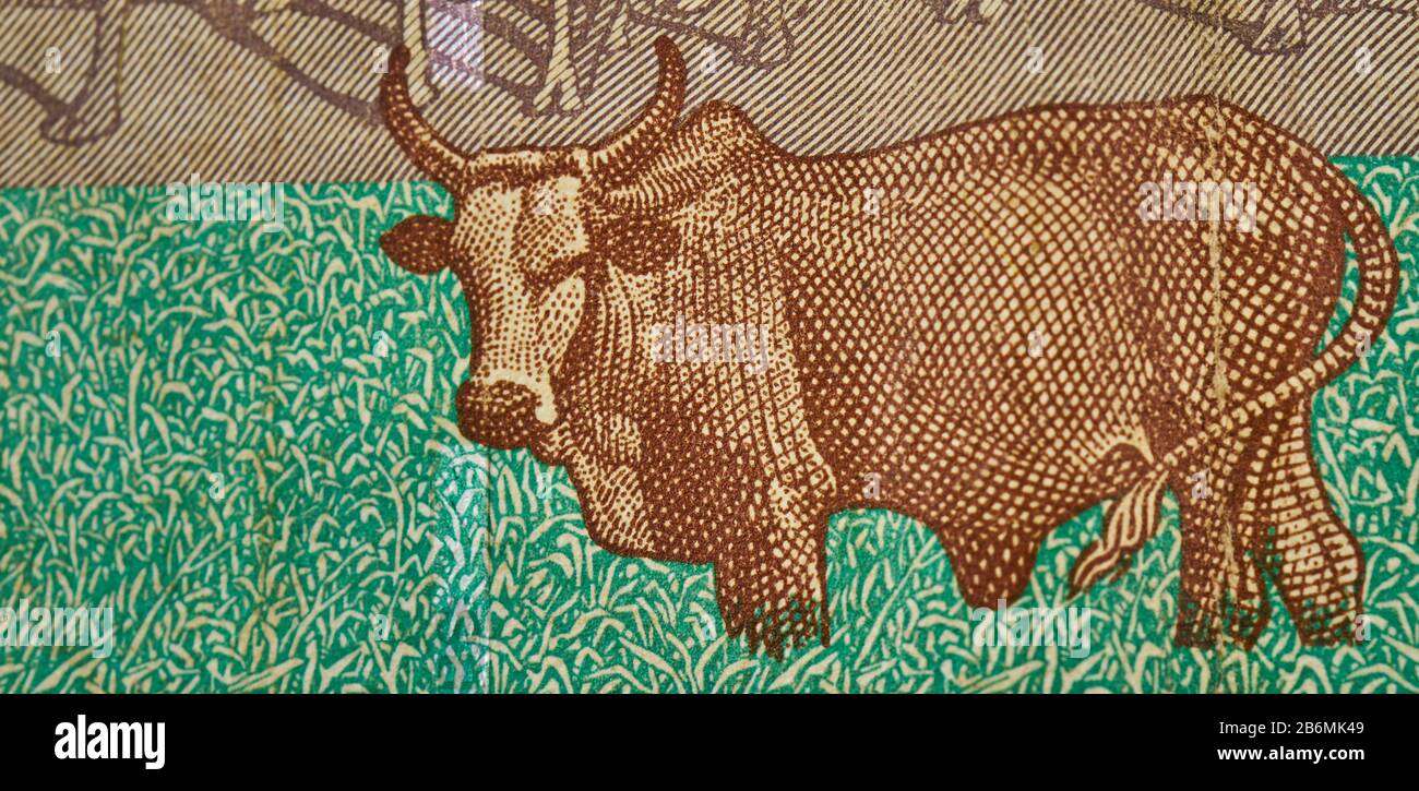 Water buffalo symbol hi-res stock photography and images - Alamy