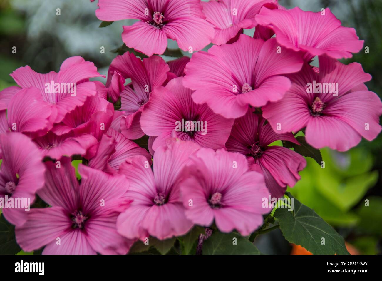 red violet mallow flowers with stamens Stock Photo - Alamy