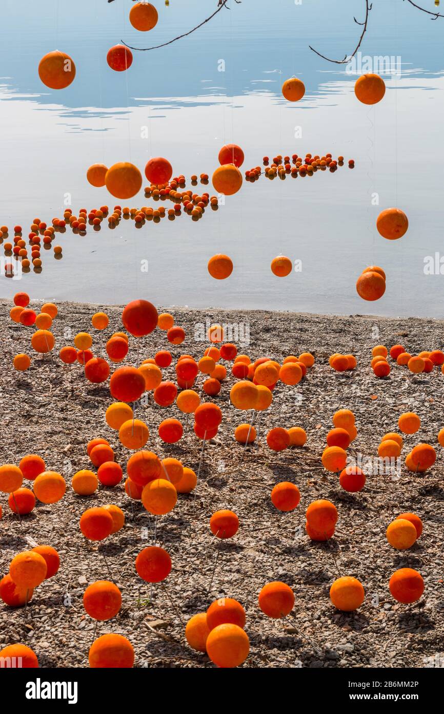 Snapshots from the citrus fruit festival in Cannero Riviera, Verbania ...