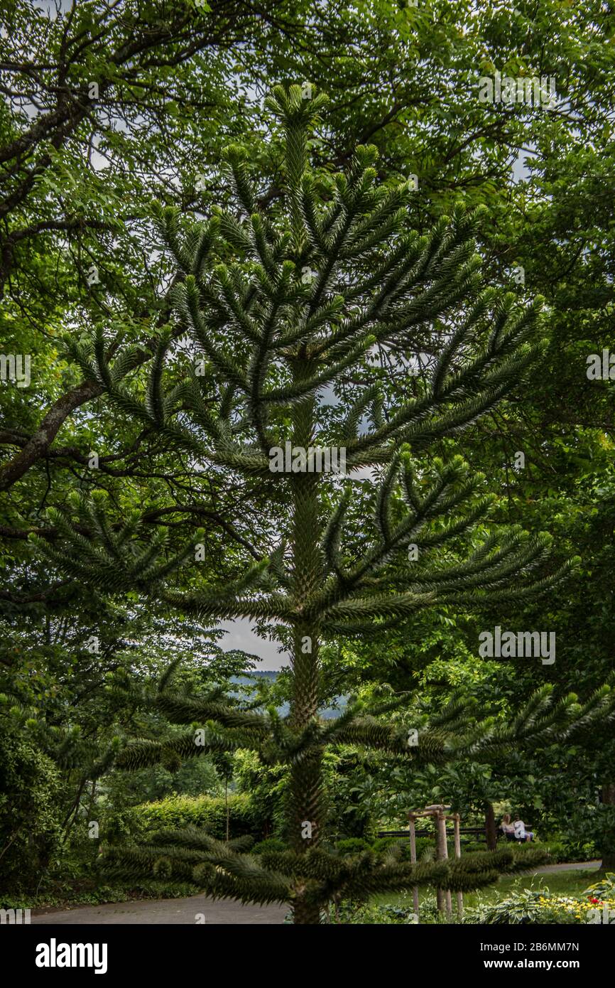 Tree park trunk cactus hi-res stock photography and images - Alamy