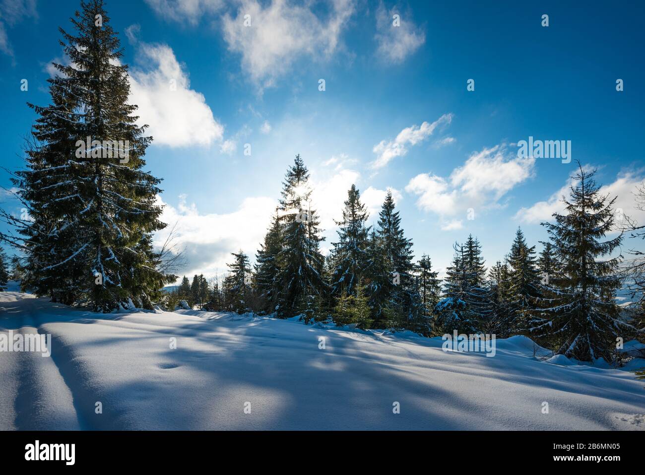 Beautiful view of majestic green spruce trees growing on a hill in ...
