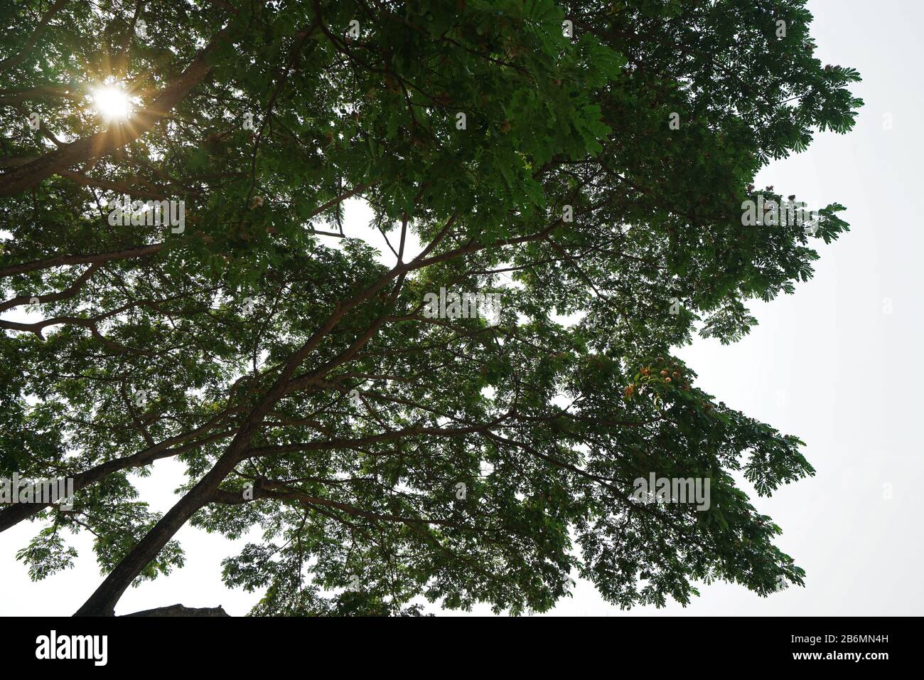 Sunlight shines through big tree with cloudy sky Stock Photo - Alamy