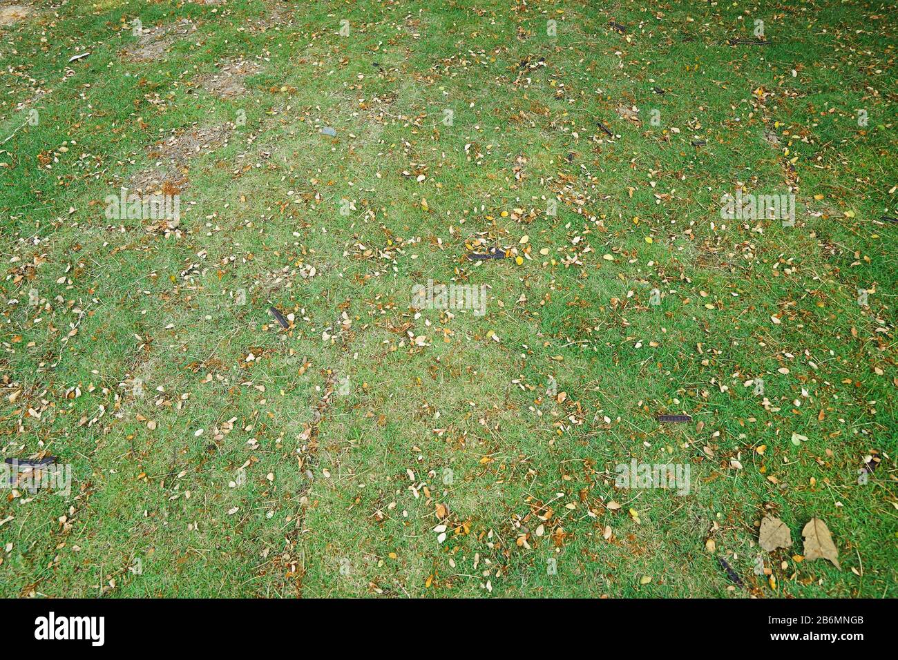Grassy evergreen leaves hi-res stock photography and images - Alamy
