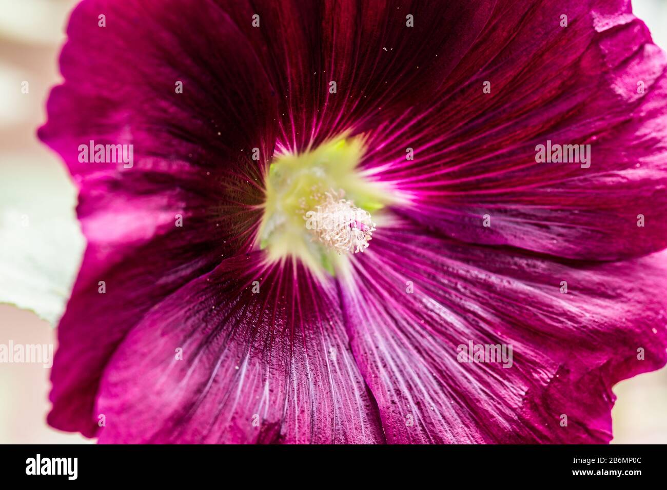 red violet mallow with stamens Stock Photo - Alamy