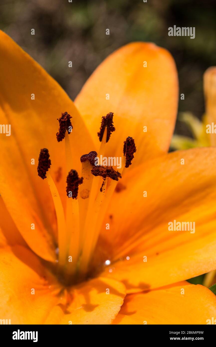 orange lily bloom with brown stamens Stock Photo - Alamy