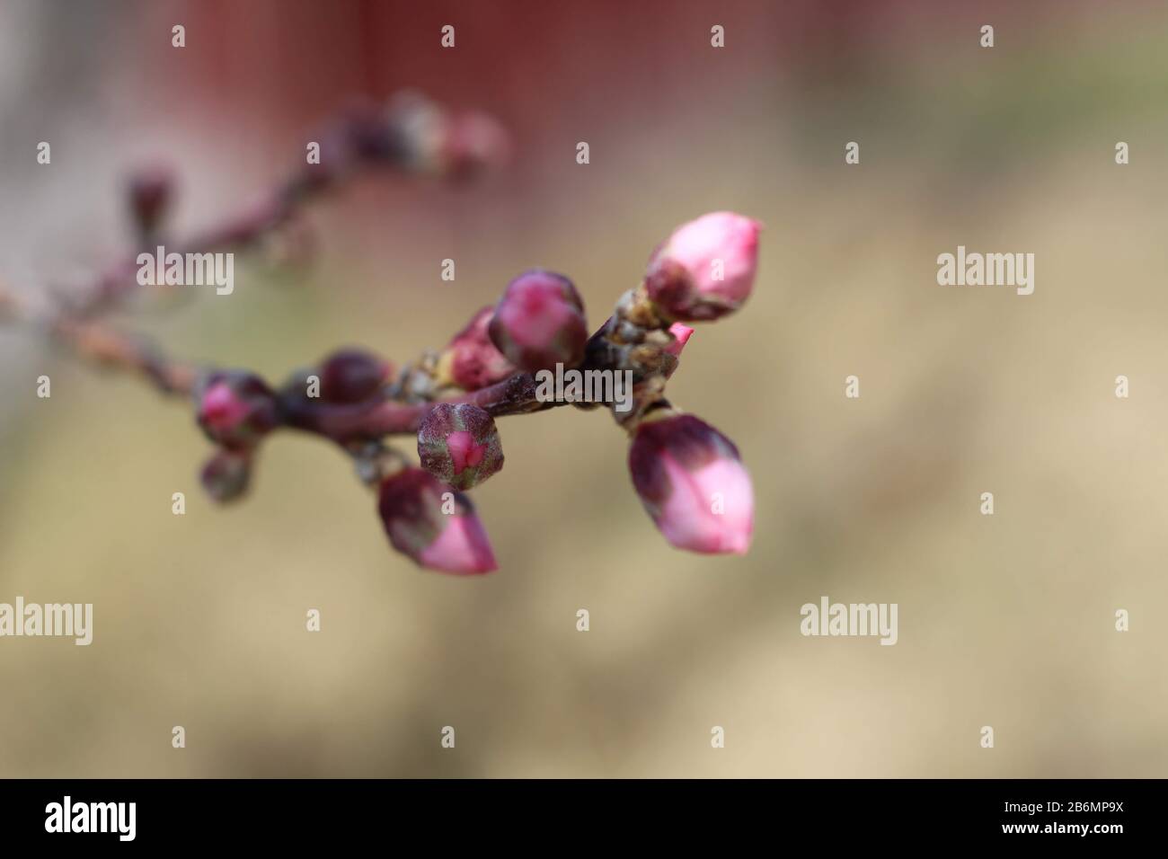 Monoecious hi-res stock photography and images - Alamy