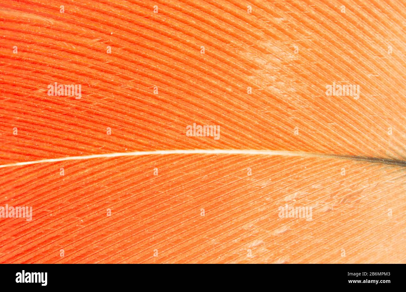 orange bird feather at high magnification Stock Photo - Alamy