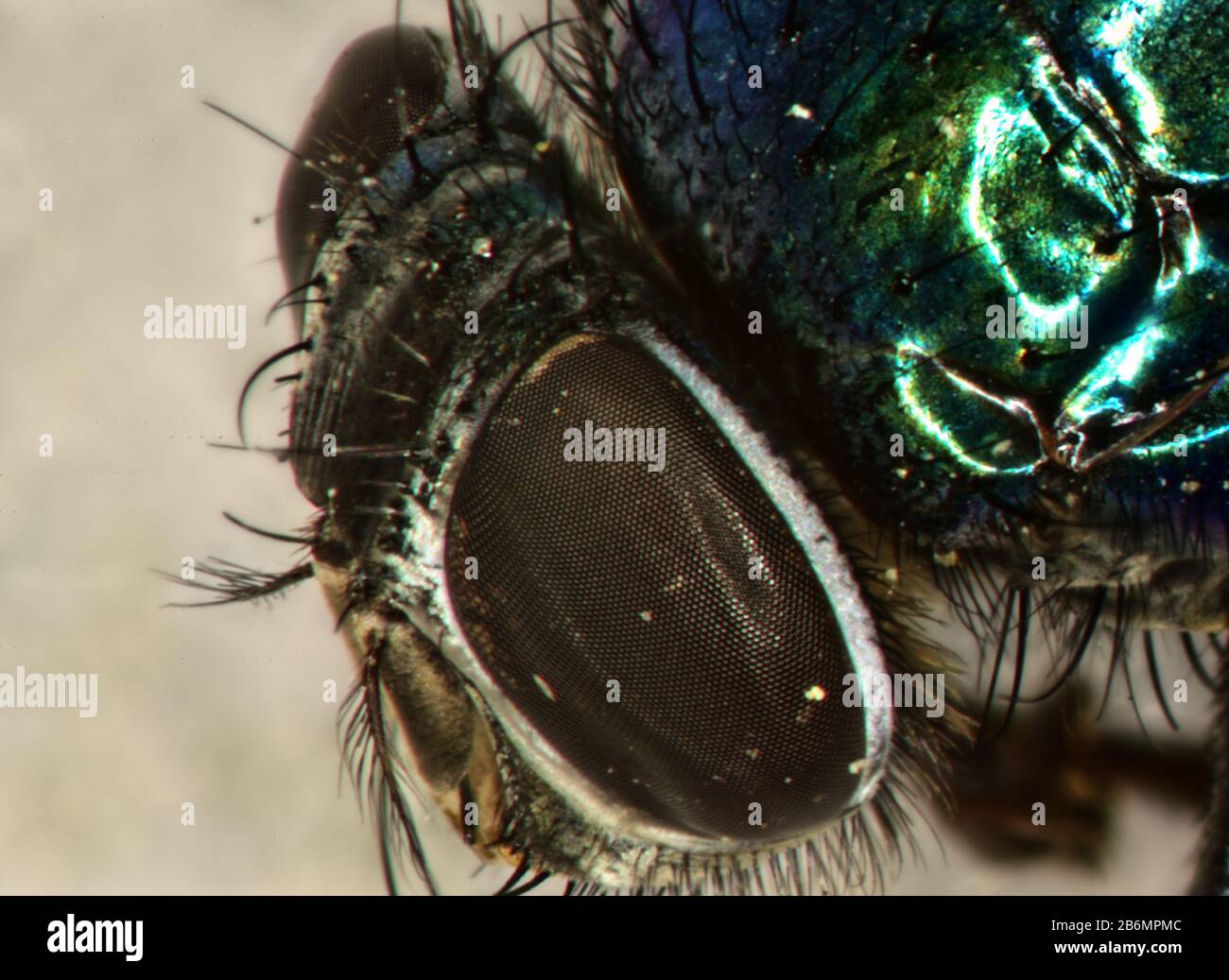 Housefly with compound eyes in high magnification Stock Photo - Alamy