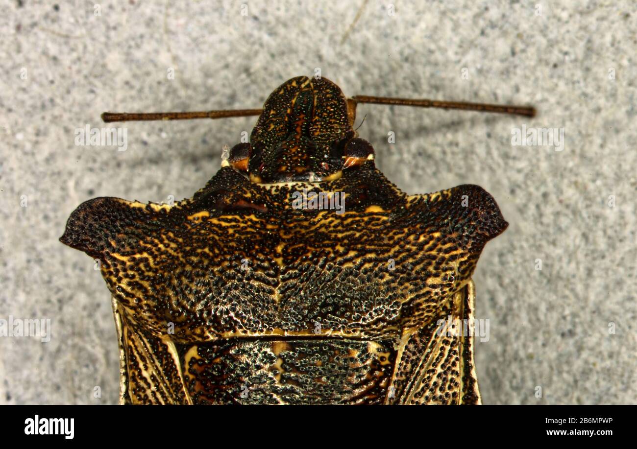 Shrub bug with antennas and compound eyes in high magnification Stock ...