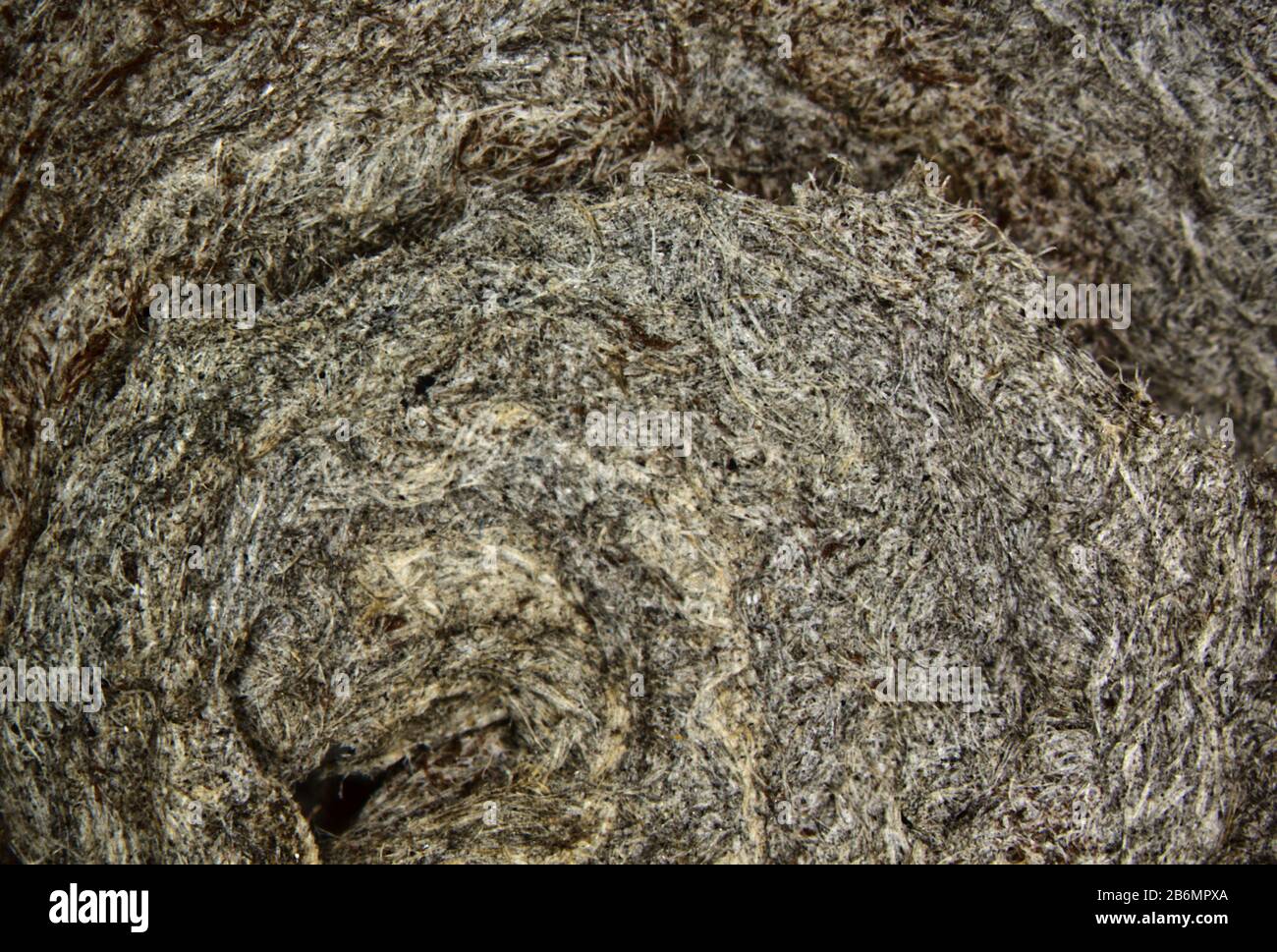 Gray papery nest hi-res stock photography and images - Alamy