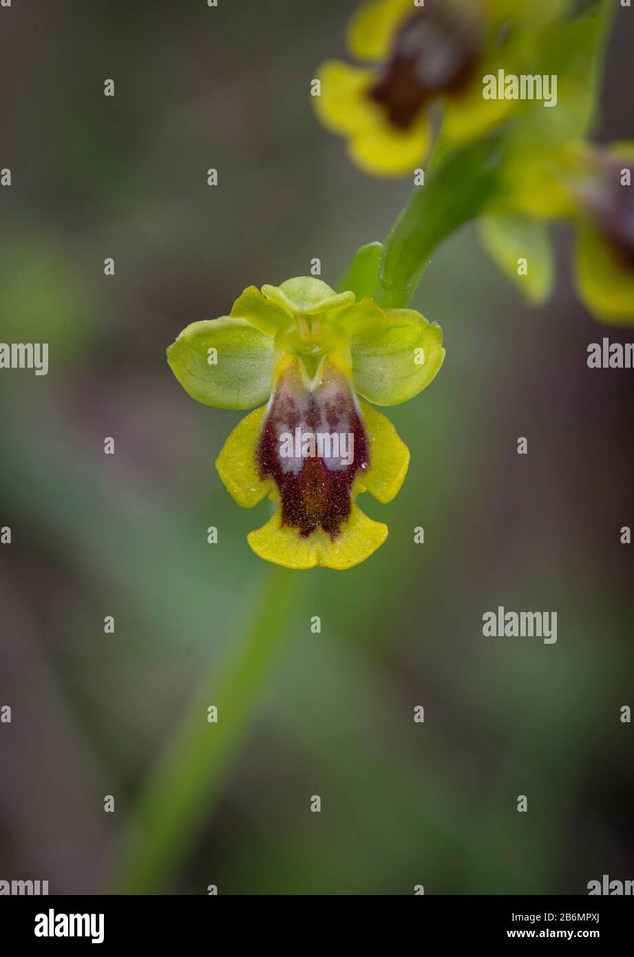 Yellow bee orchid ophrys lutea hi-res stock photography and images - Alamy